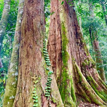 Langkat Regency 2022 Top Things to Do - Langkat Regency Travel Guides ...