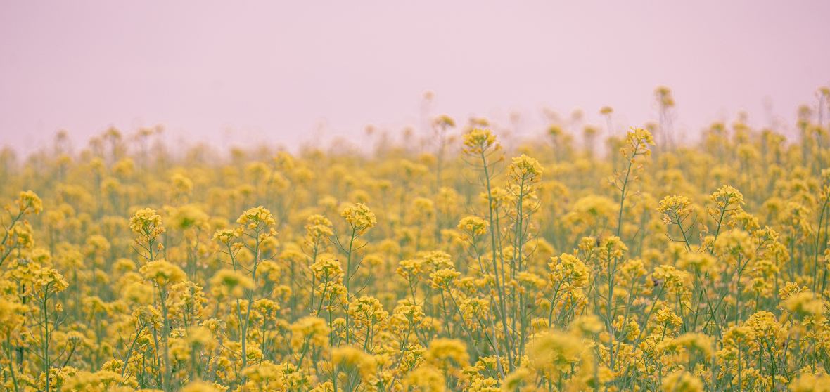 Anseong-si Travel Guide 2023 - Things to Do, What To Eat & Tips | Trip.com