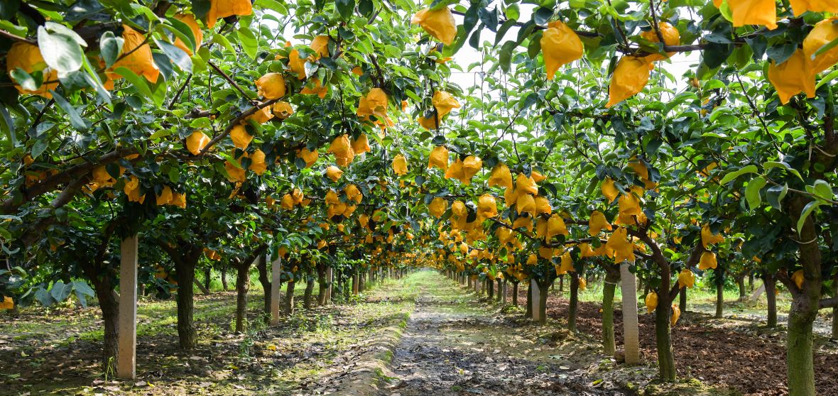 Laiyang Travel Guide 2023 - Things to Do, What To Eat & Tips | Trip.com