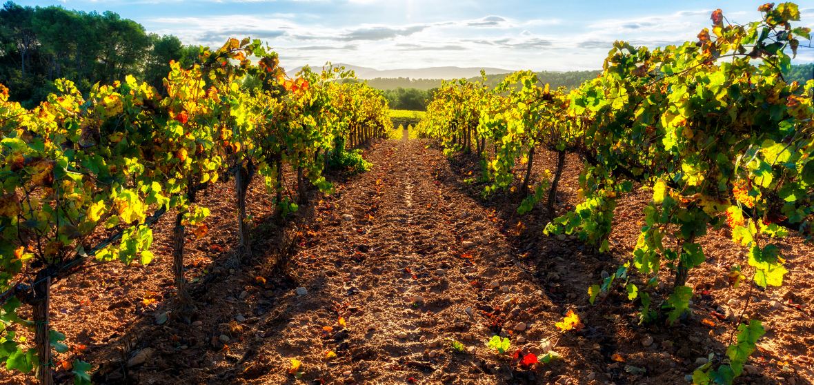 Constantia 2023 Top Things to Do - Constantia Travel Guides - Top ...