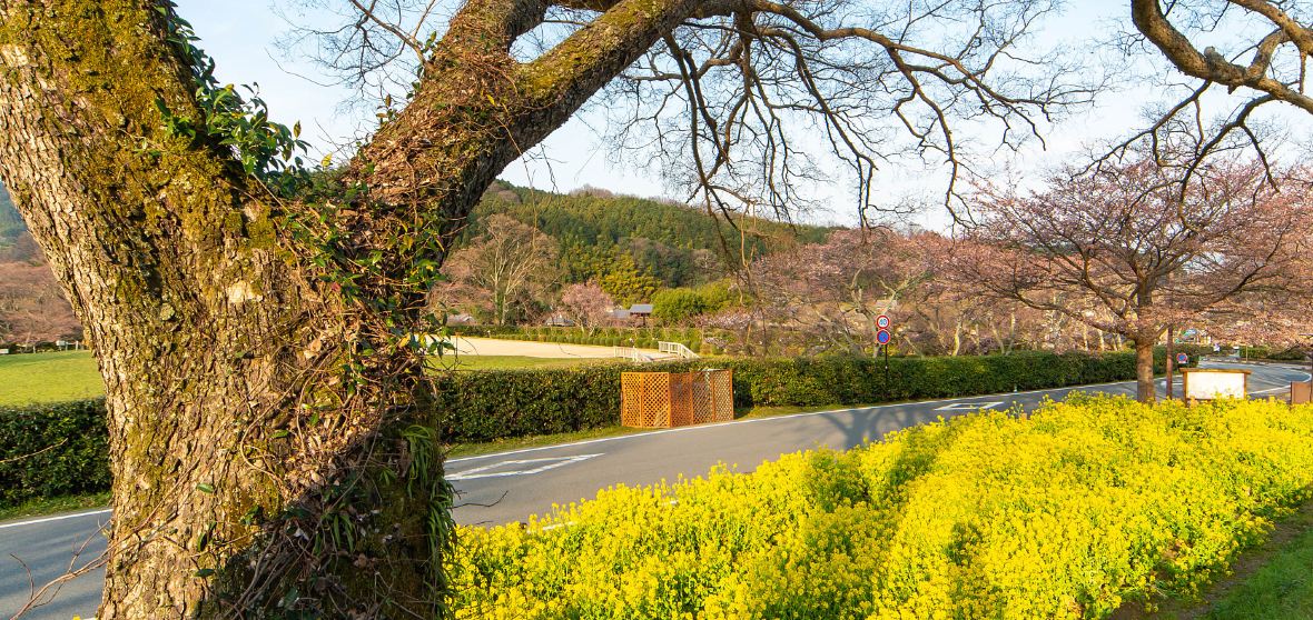 Xiping Travel Guide 2023 - Things to Do, What To Eat & Tips | Trip.com