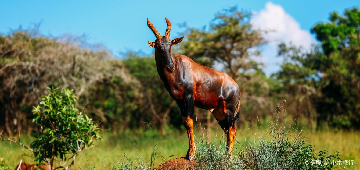 Kayonza Travel Guide 2023 - Things to Do, What To Eat & Tips | Trip.com