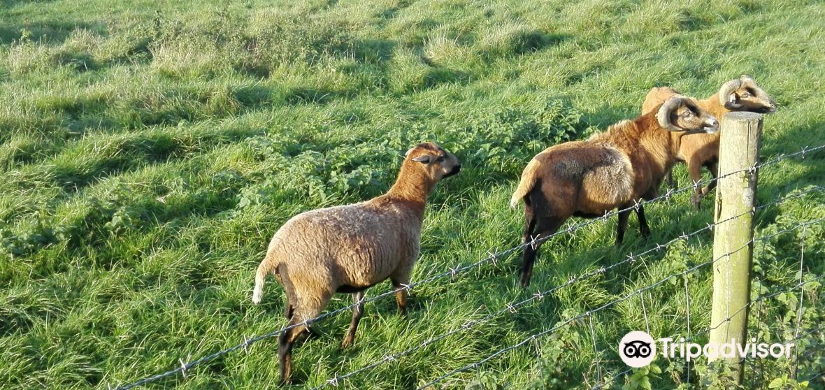 Mancot Travel Guide 2023 - Things to Do, What To Eat & Tips | Trip.com