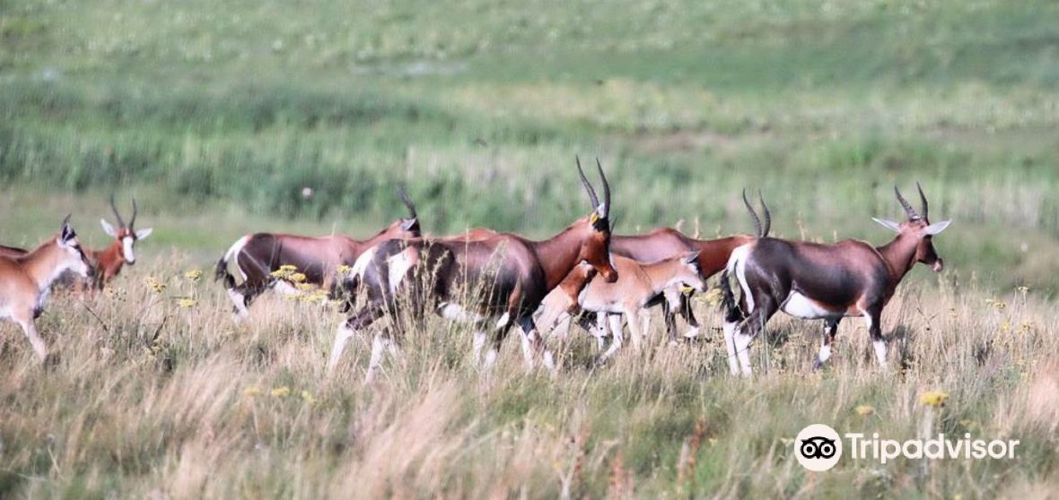 Qwa-Qwa Travel Guide 2023 - Things to Do, What To Eat & Tips | Trip.com