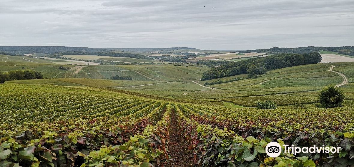 Mutigny Travel Guide 2024 - Things to Do, What To Eat & Tips | Trip.com