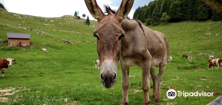 Caneva Travel Guide 2023 - Things to Do, What To Eat & Tips | Trip.com