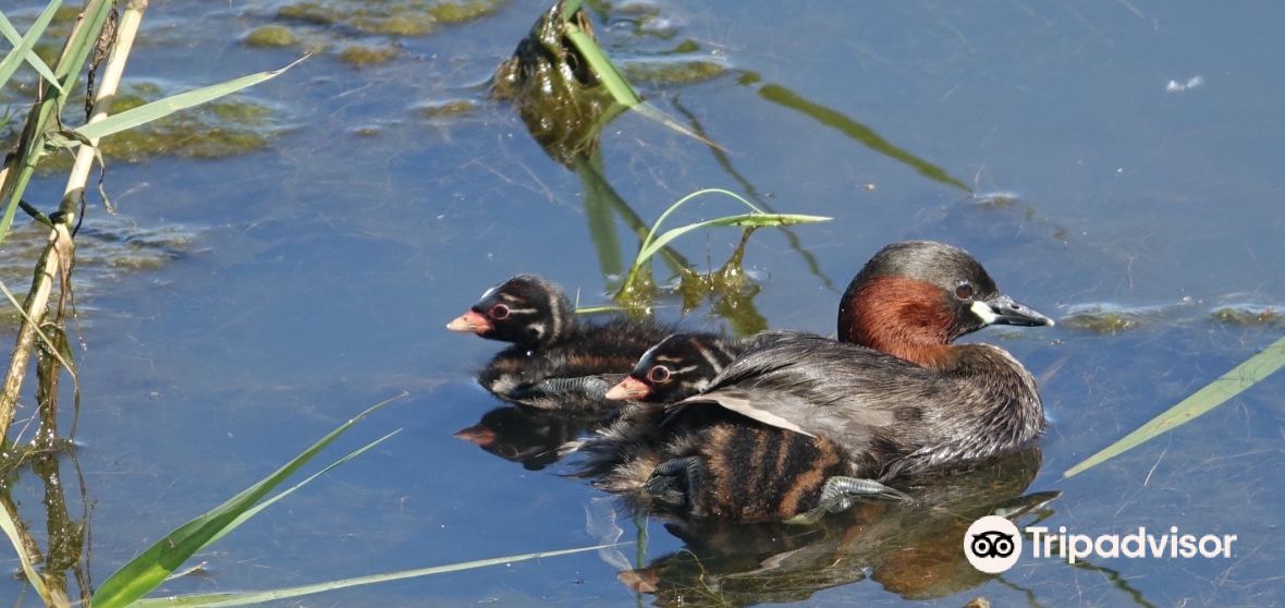 Droyes Travel Guide 2023 - Things to Do, What To Eat & Tips | Trip.com