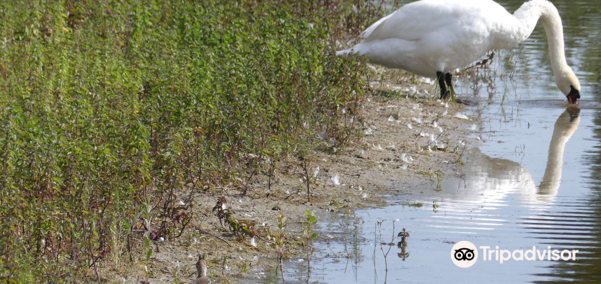 Cudrefin Travel Guide 2023 - Things to Do, What To Eat & Tips | Trip.com