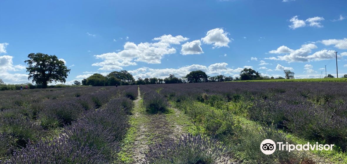 Shoscombe Travel Guide 2023 - Things to Do, What To Eat & Tips | Trip.com