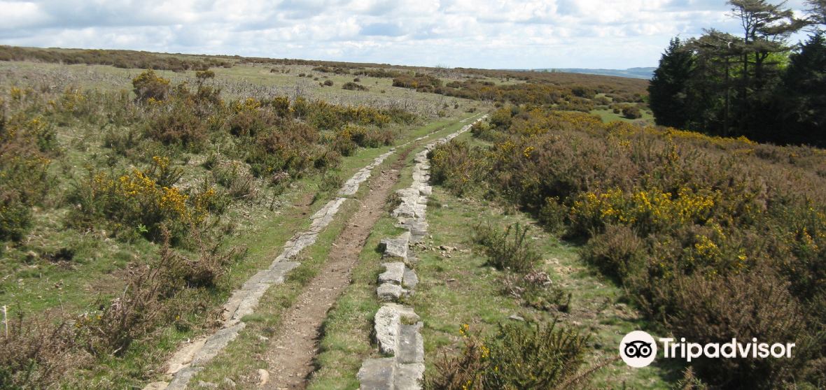 Haytor Travel Guide 2023 - Things to Do, What To Eat & Tips | Trip.com