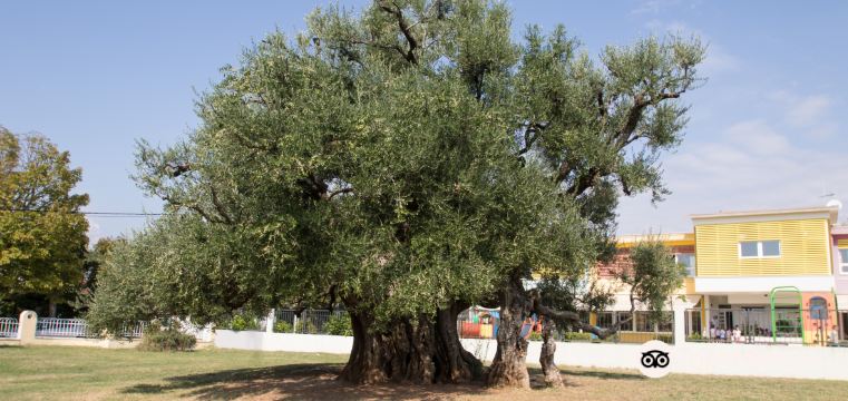 Kastel Gomilica Travel Guide 2023 - Things to Do, What To Eat & Tips ...