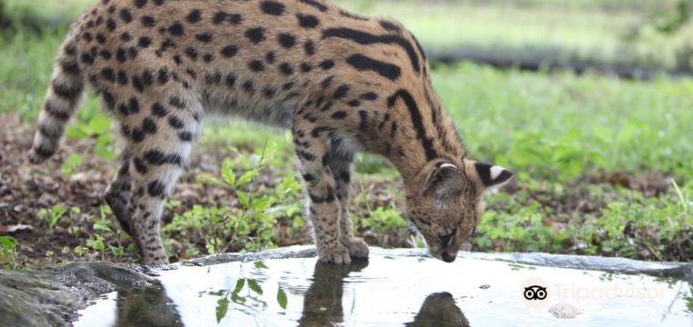 Hluhluwe Travel Guide 2023 - Things to Do, What To Eat & Tips | Trip.com