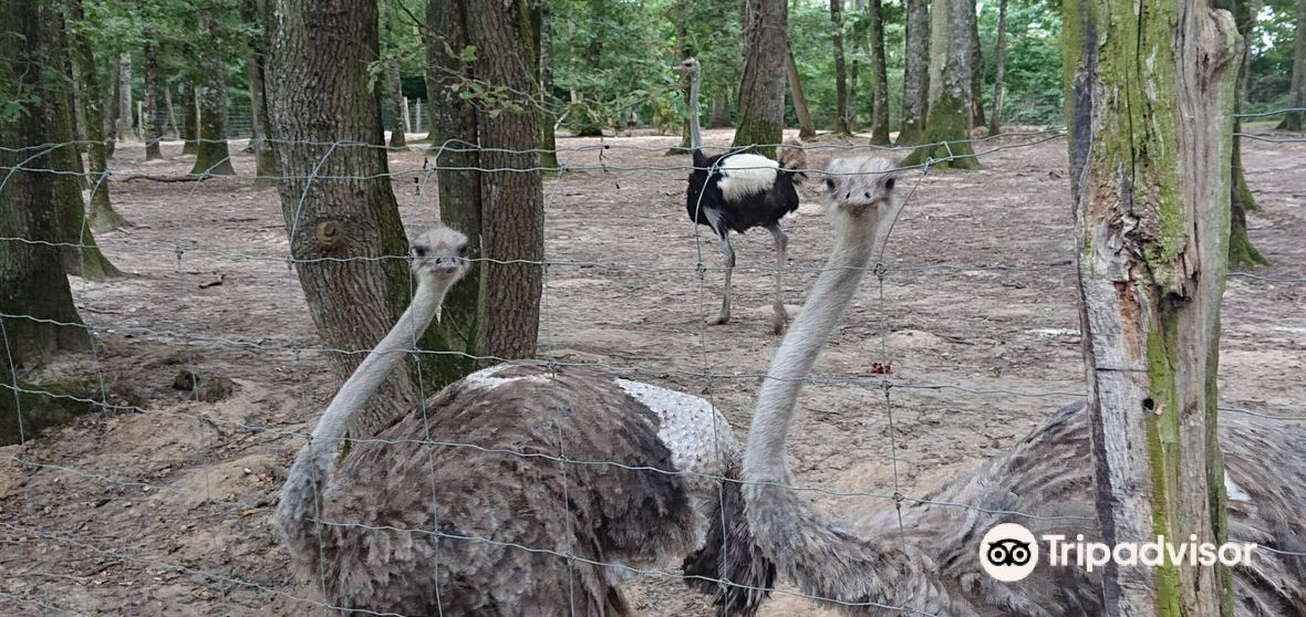 Saint-Gondon Travel Guide 2023 - Things to Do, What To Eat & Tips ...