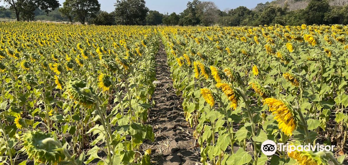 Khok Salung Travel Guide 2023 - Things to Do, What To Eat & Tips | Trip.com