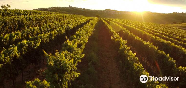 Buje Travel Guide 2023 - Things to Do, What To Eat & Tips | Trip.com