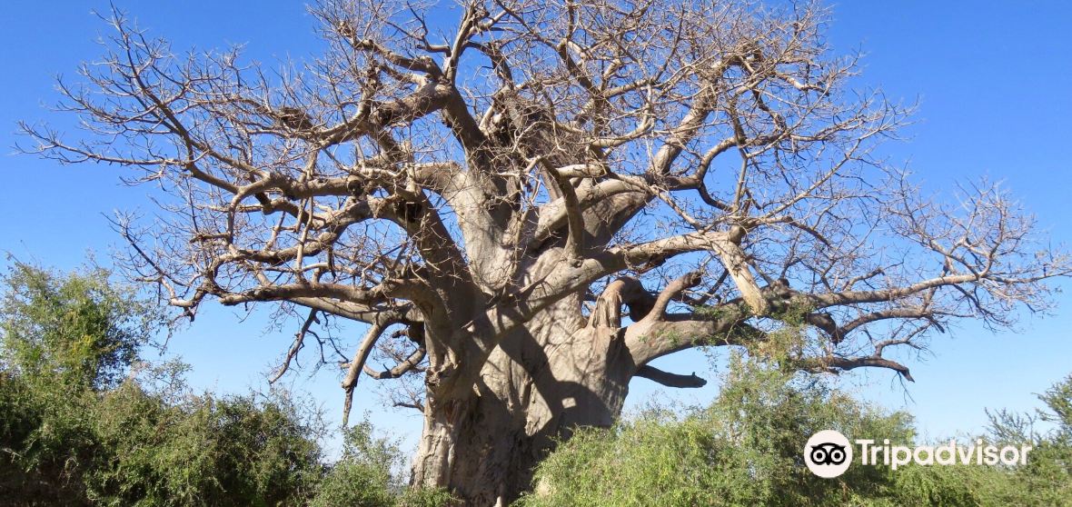 Tsumkwe Travel Guide 2023 - Things to Do, What To Eat & Tips | Trip.com