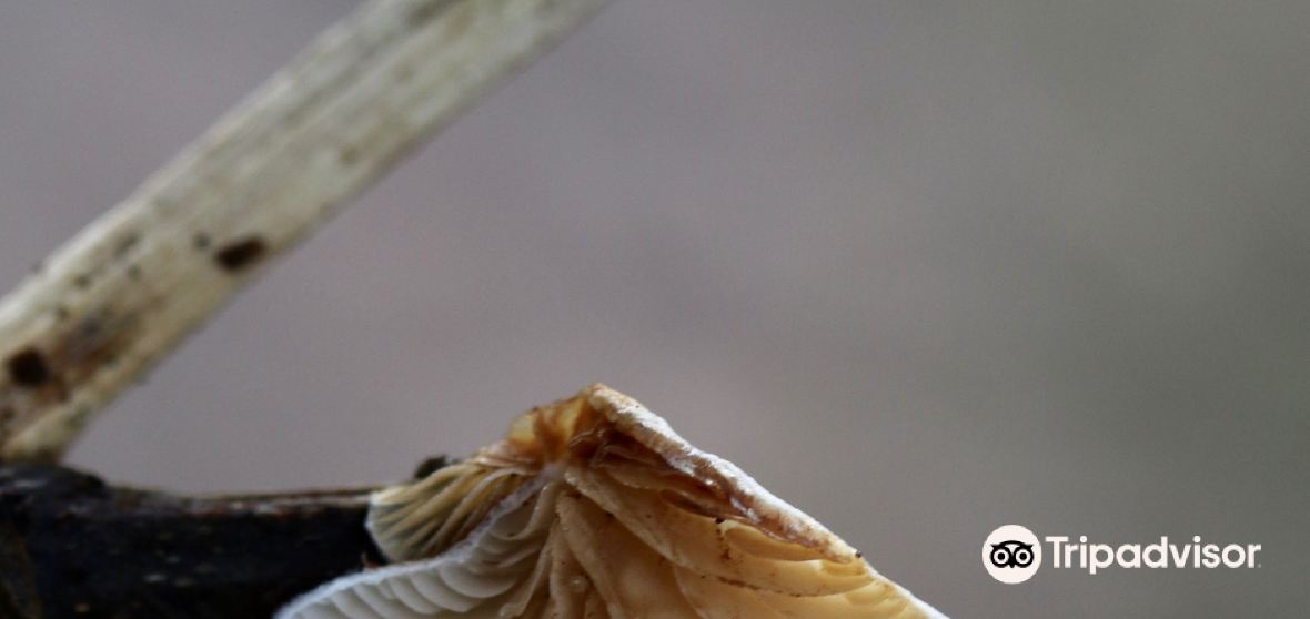 Hoath Travel Guide 2023 - Things to Do, What To Eat & Tips | Trip.com