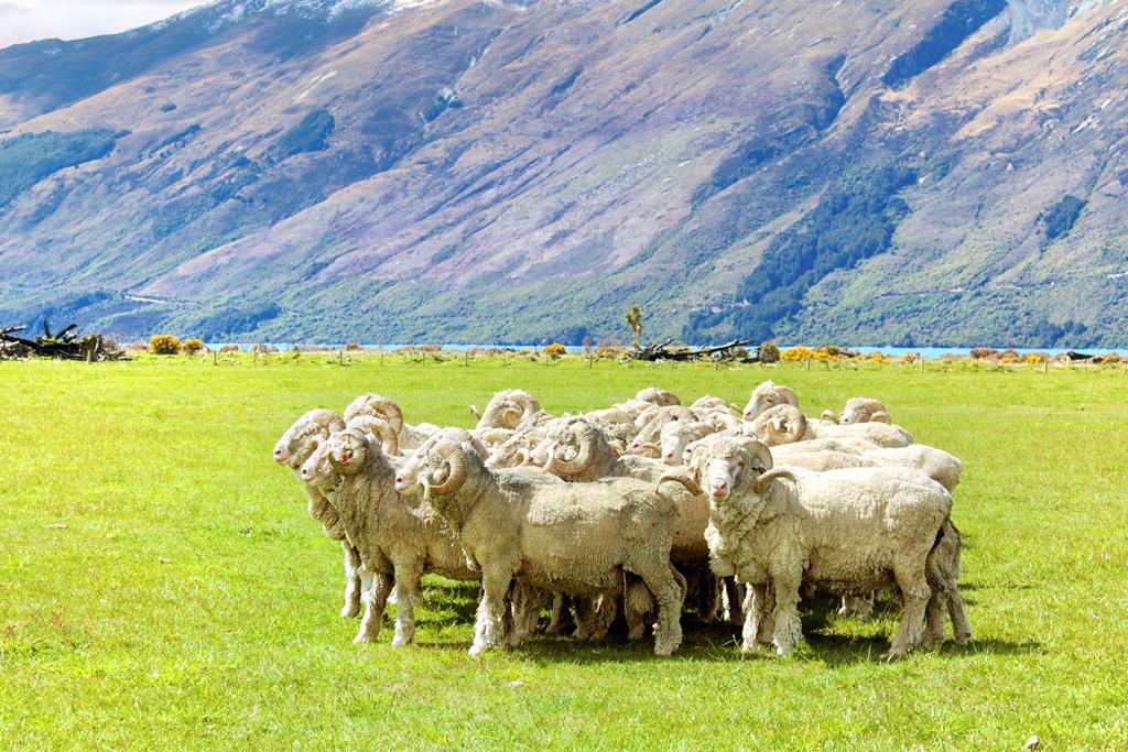 Queenstown Itinerary for 5 Days : Ultimate Queenstown Travel Guide ...