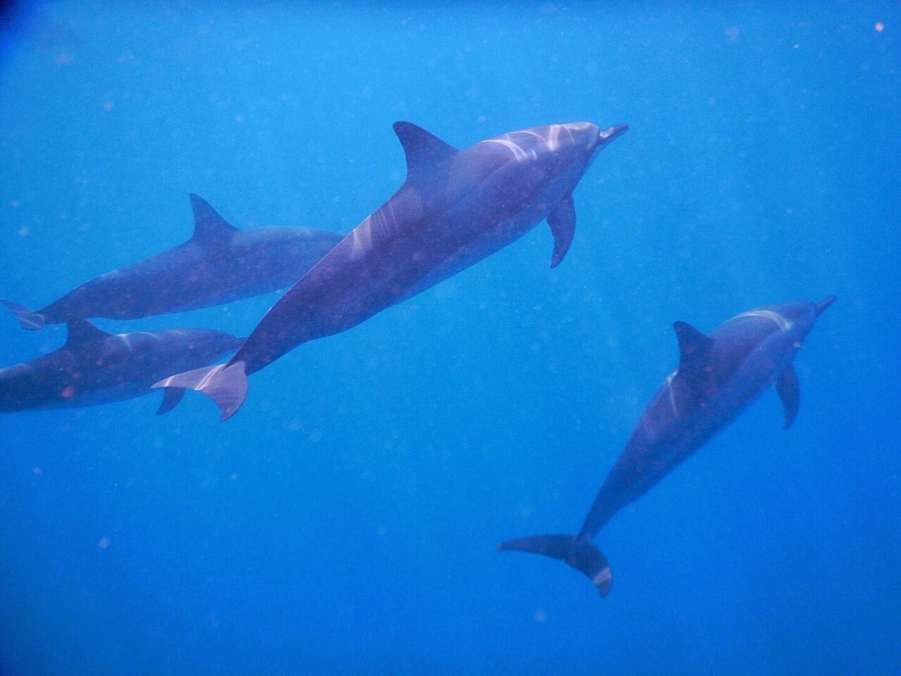 Flic en Flac 2022 Top Things to Do - Flic en Flac Travel Guides - Top ...