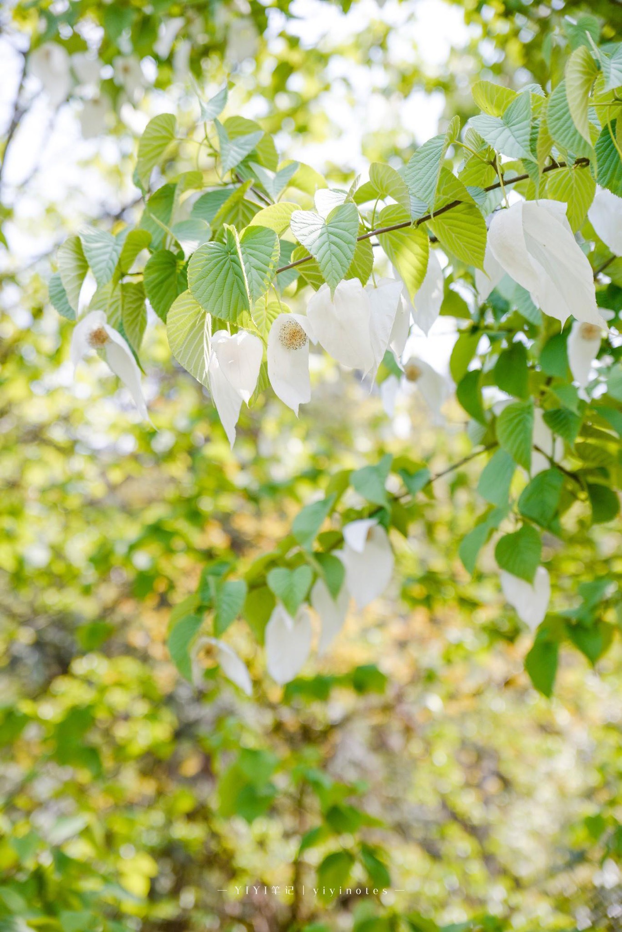 Yingjing 2022 Top Things to Do - Yingjing Travel Guides - Top ...