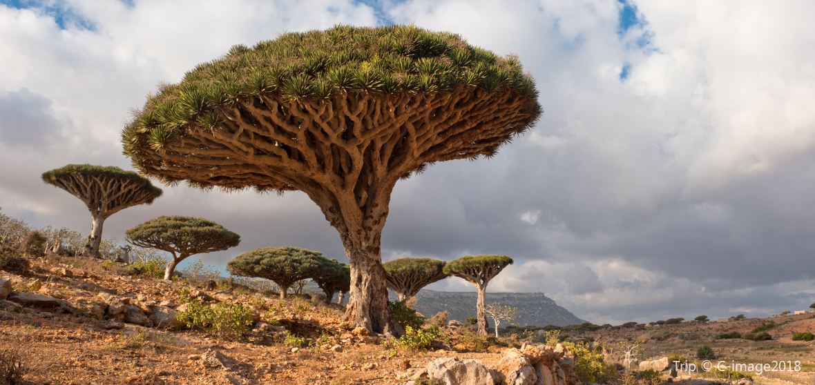Socotra 2023 Top Things to Do - Socotra Travel Guides - Top Recommended ...