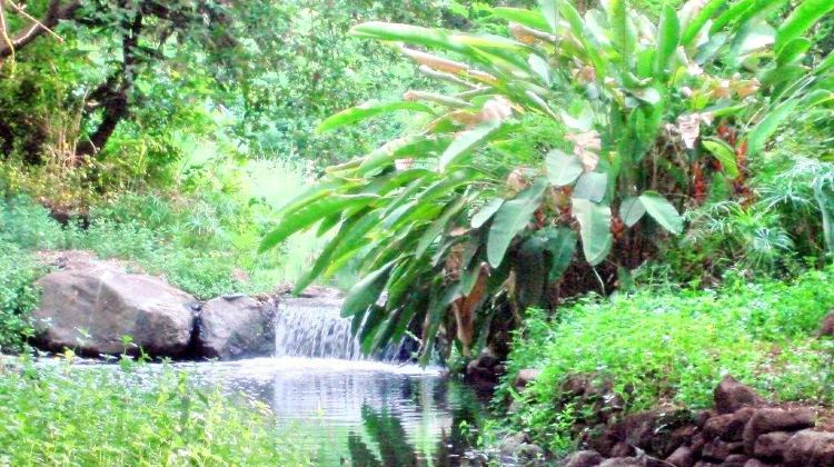 Osho Garden In Pune Address | Fasci Garden