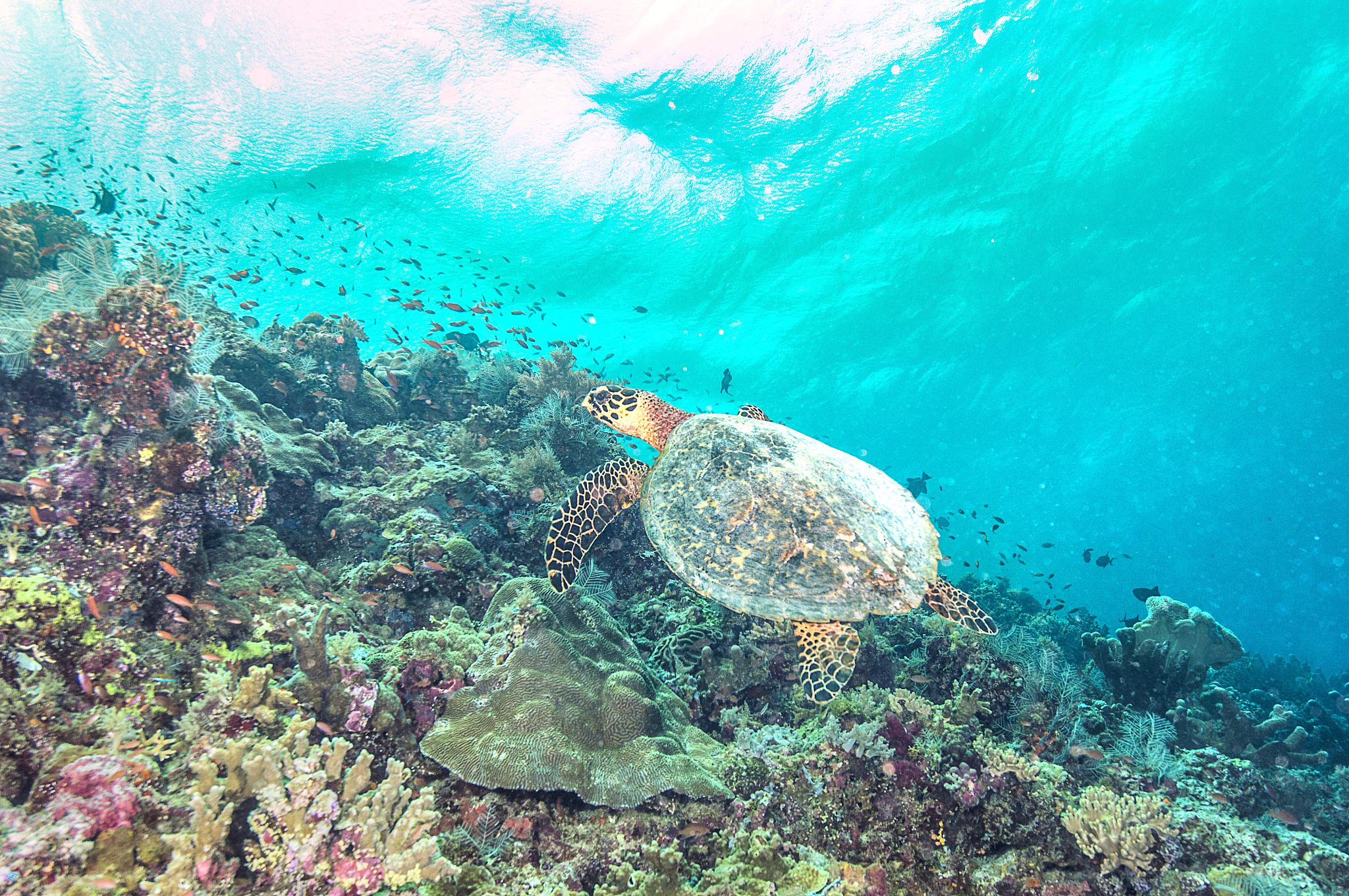 3 Days in Palawan: What to Do and See in Palawan - Trip.com