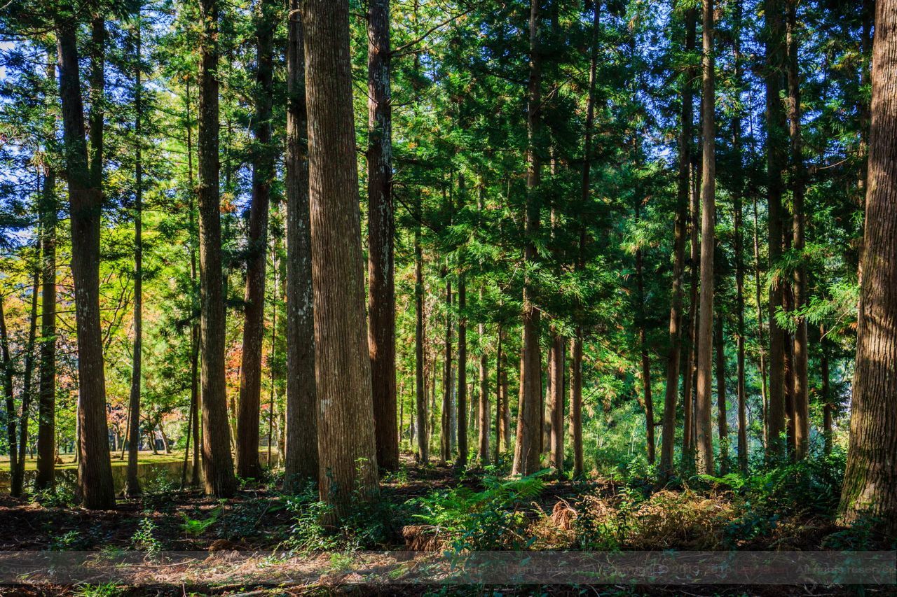 Tanabe 2022 Top Things to Do - Tanabe Travel Guides - Top Recommended ...