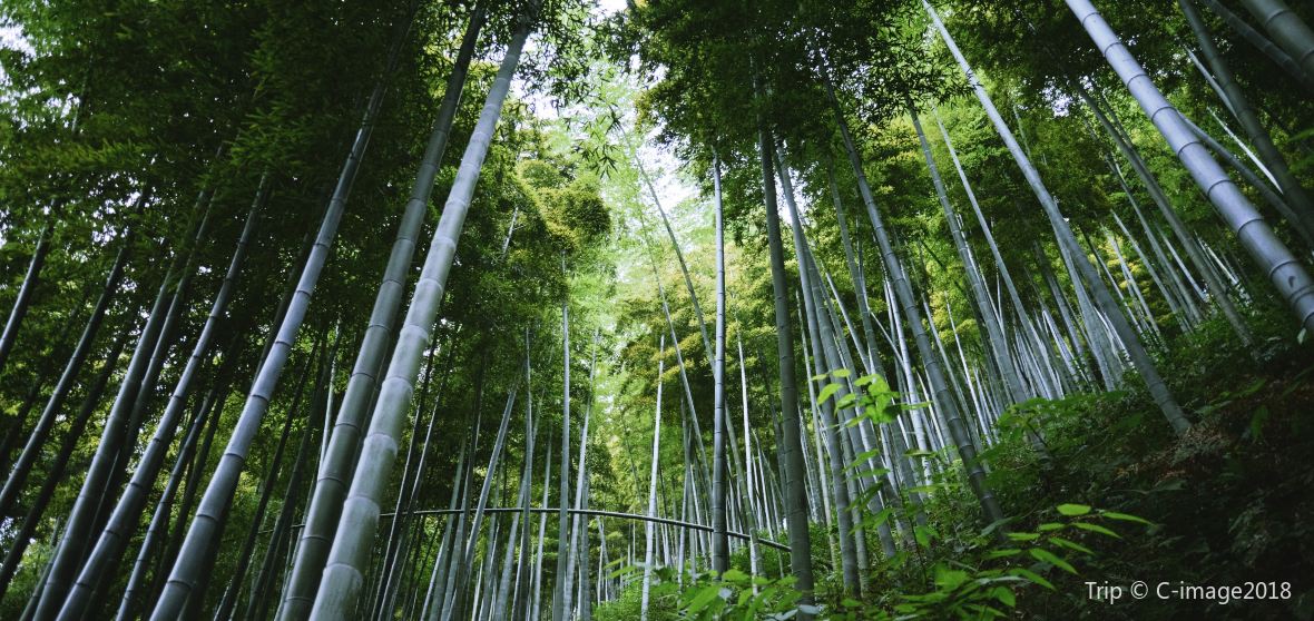 Anji Travel Guide 2023 - Things to Do, What To Eat & Tips | Trip.com