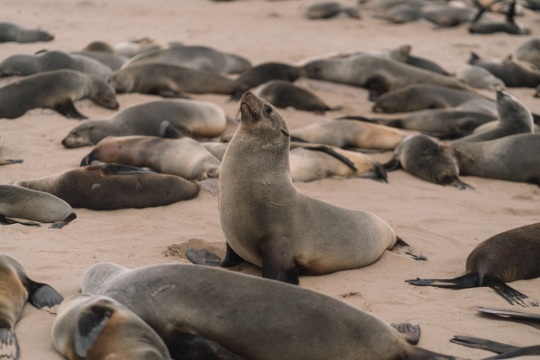 Henties Bay 2022 Top Things to Do - Henties Bay Travel Guides - Top ...