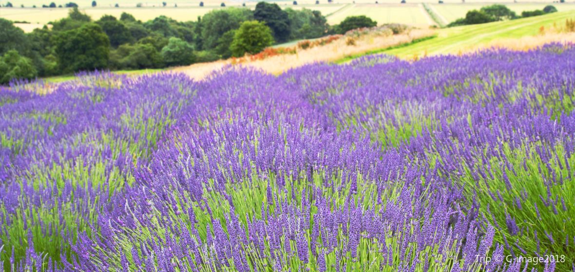 Terrington 2023 Top Things to Do - Terrington Travel Guides - Top ...