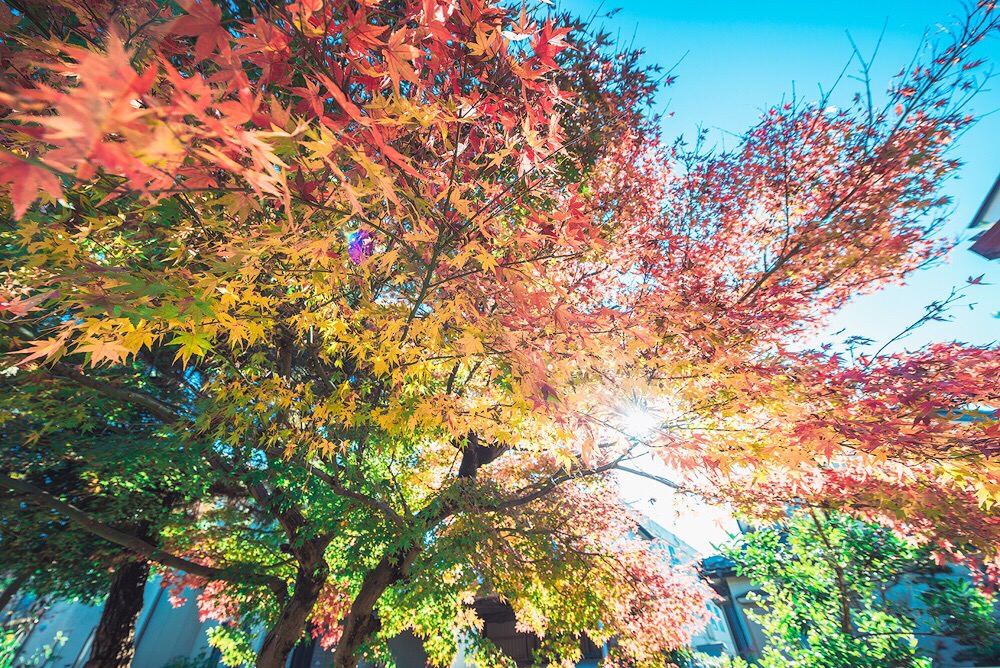 3 Days in Toyama: What to Do and See in Toyama - Trip.com