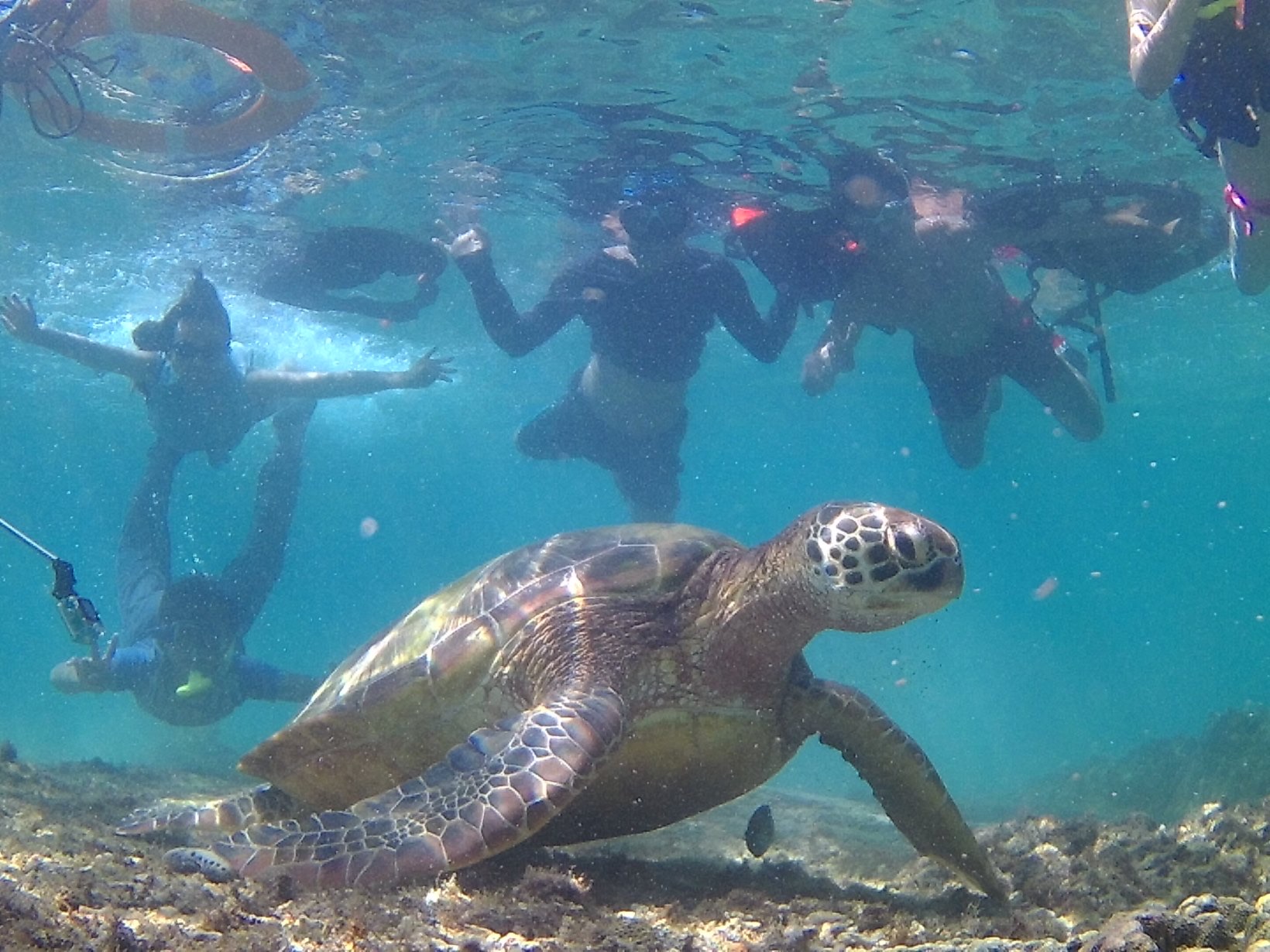 Dauin 2022 Top Things to Do - Dauin Travel Guides - Top Recommended ...