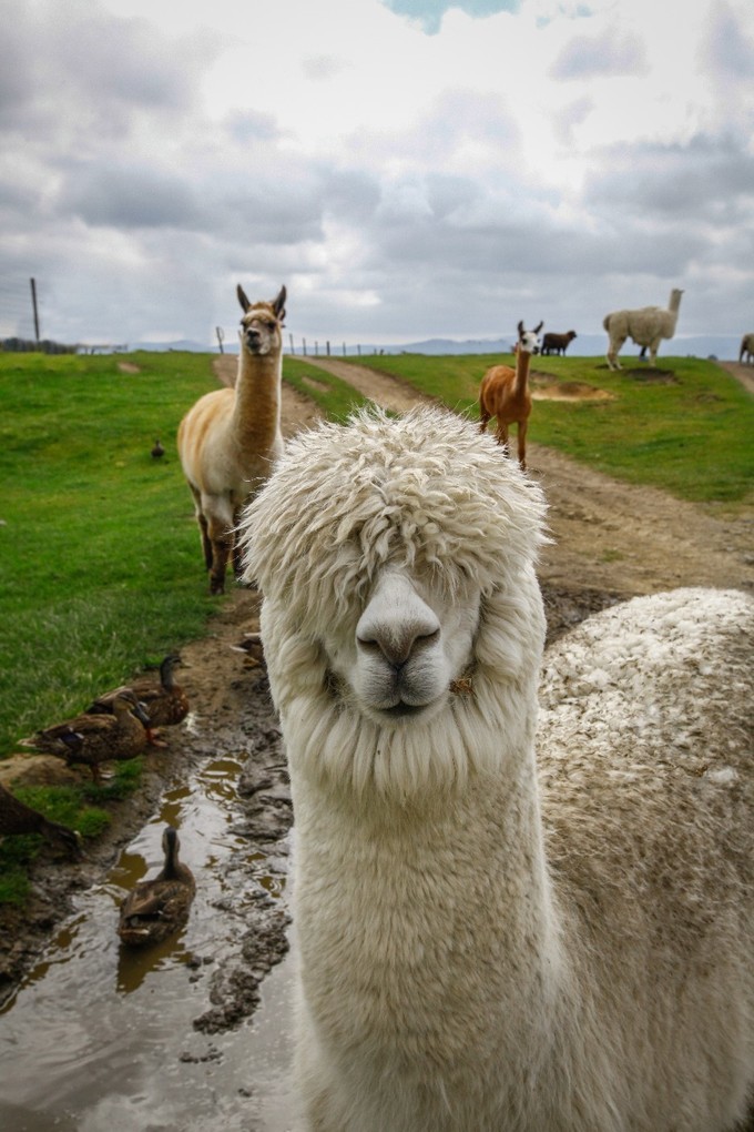 What to Do in Rotorua in 5 Days? Travel Guide and Tips - Trip.com