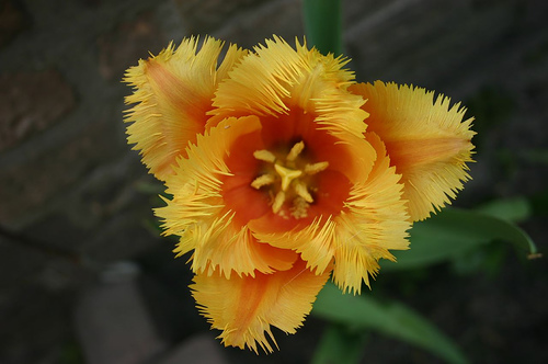 1 Day in Limbe: What to Do and See in Limbe - Trip.com