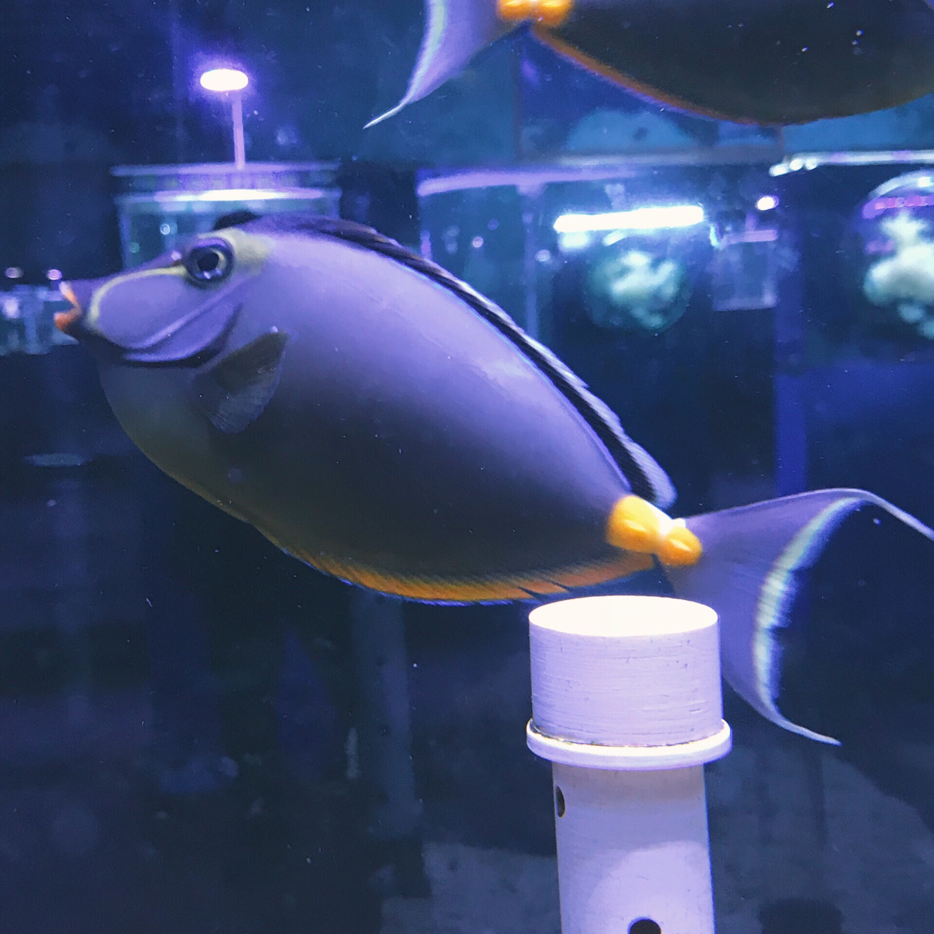 Shashi District 2022 Top Things to Do - Shashi District Travel Guides ...