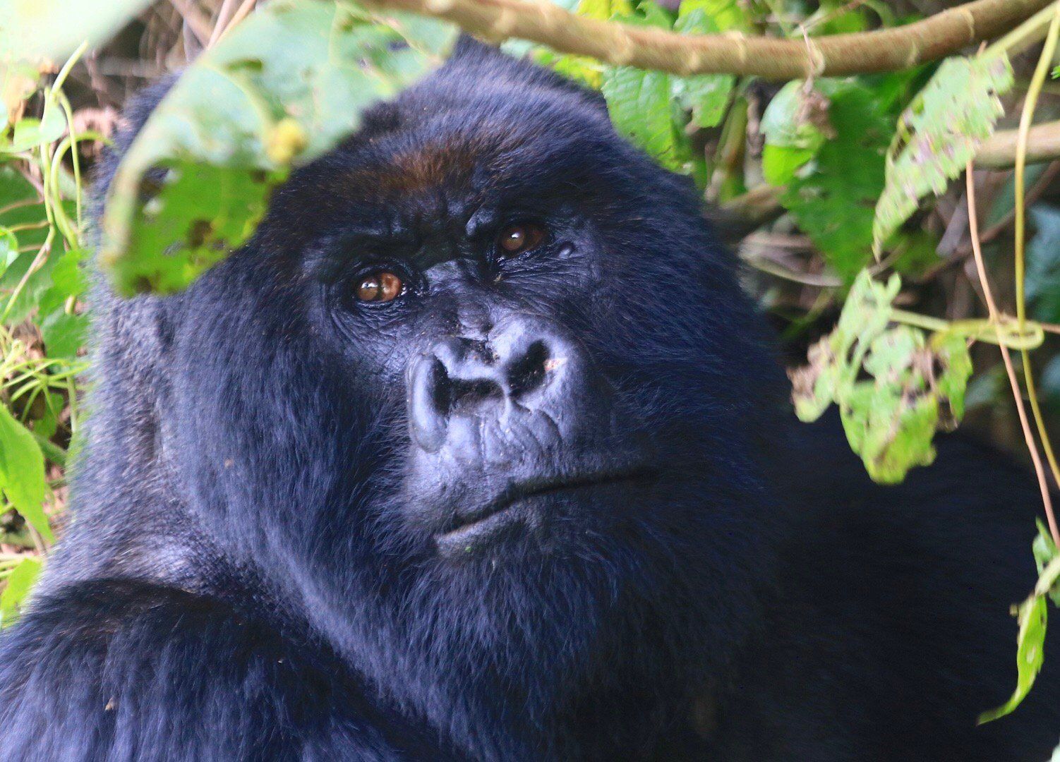 Goma 2022 Top Things to Do - Goma Travel Guides - Top Recommended Goma ...