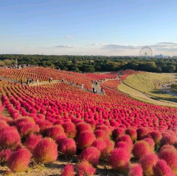 Hitachinaka-shi 2022 Top Things to Do - Hitachinaka-shi Travel Guides ...