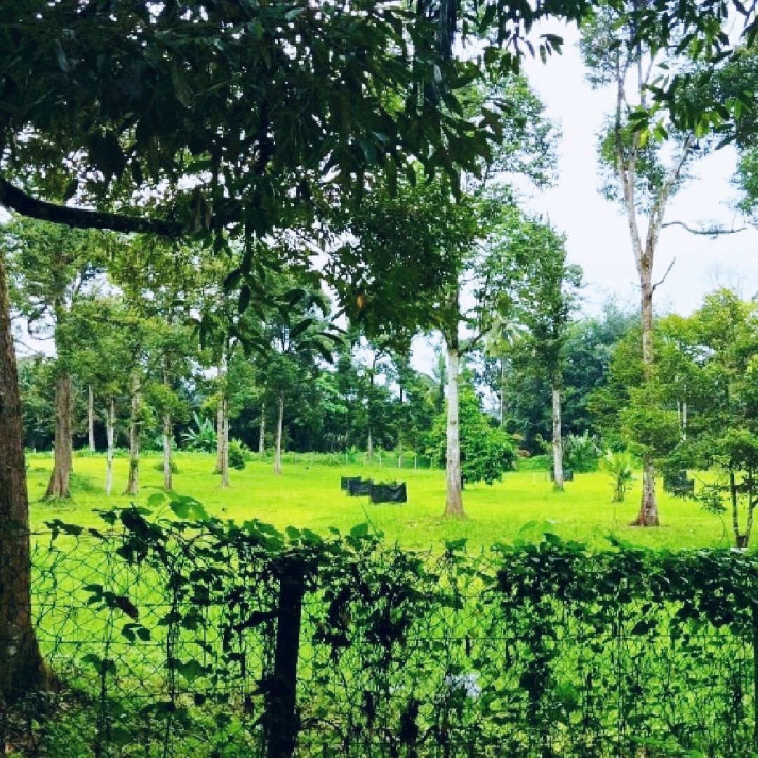 Kampar 2022 Top Things to Do - Kampar Travel Guides - Top Recommended ...