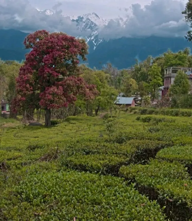 10 Best Things to do in Kangra, Himachal Pradesh - Kangra travel guides ...