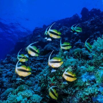 Redang Island 2022 Top Things to Do - Redang Island Travel Guides - Top ...