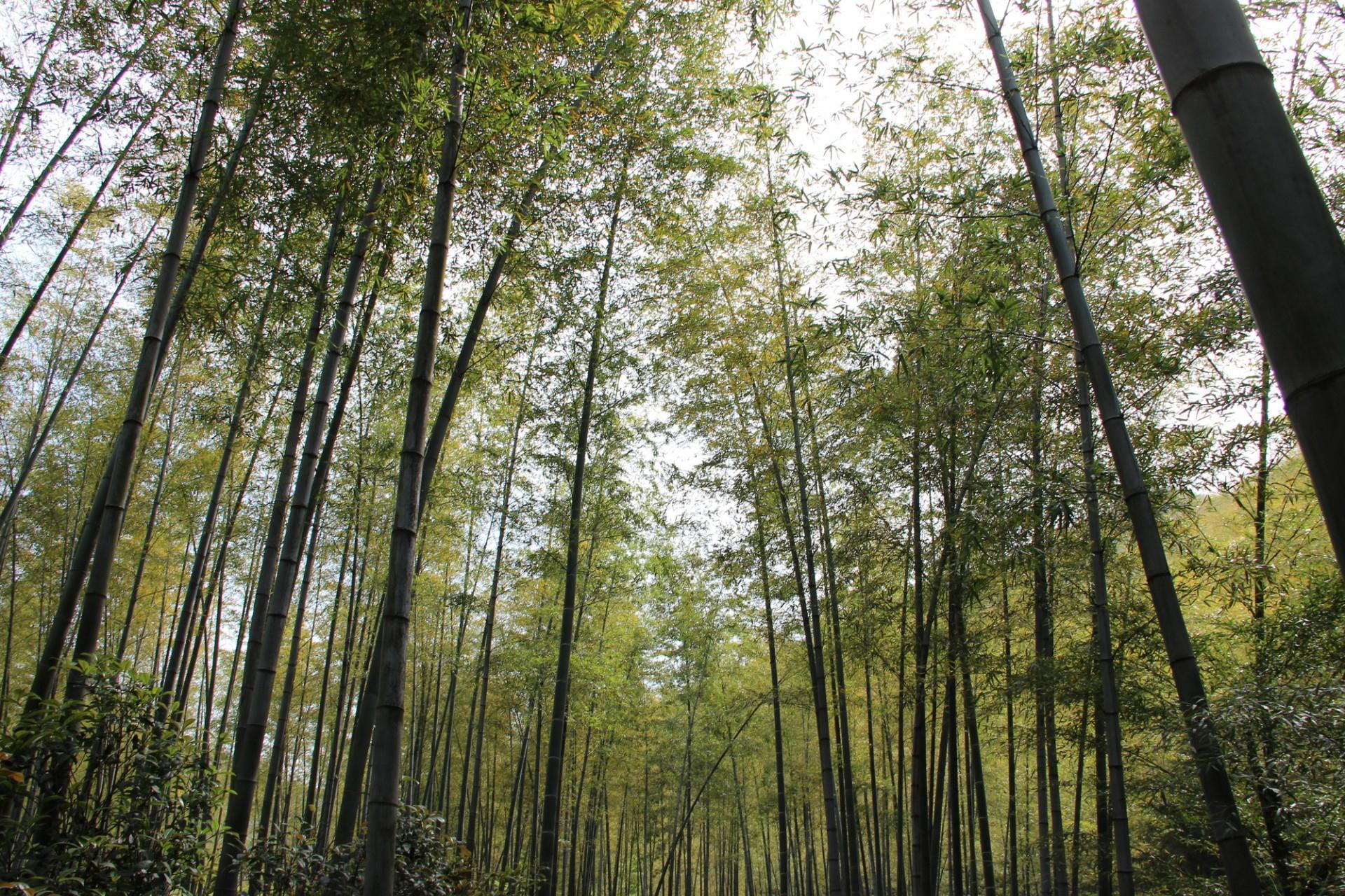 How to Spend 3 Days in Liyang - A Complete Itinerary for Liyang - Trip.com