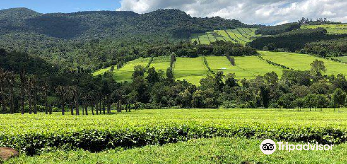 Kericho 2023 Top Things to Do - Kericho Travel Guides - Top Recommended ...