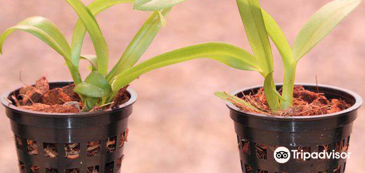 Guacimo Travel Guide 2023 - Things to Do, What To Eat & Tips | Trip.com