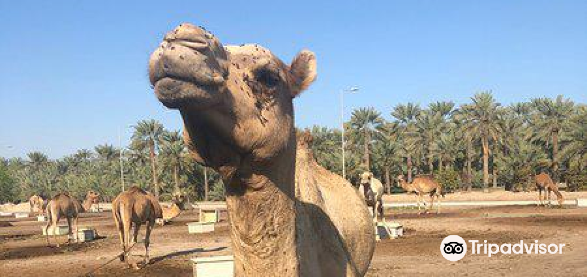 Al Janabiyah 2023 인기 명소 - Al Janabiyah 트립 가이드 - Al Janabiyah 인기 명소 입장권 ...