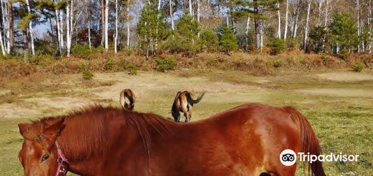 Kiso Town Travel Guide 2023 - Things to Do, What To Eat & Tips | Trip.com